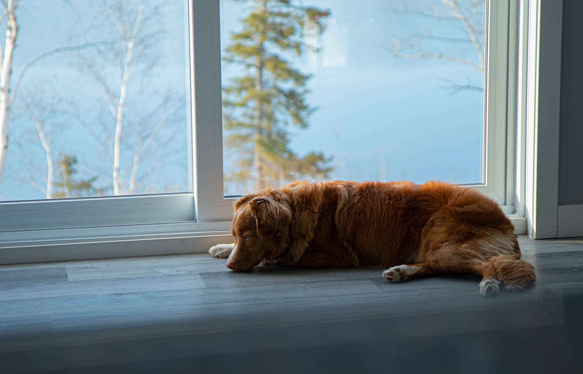Waarom is de poep van mijn hond waterig? – Nova Scotia Duck Tolling ...